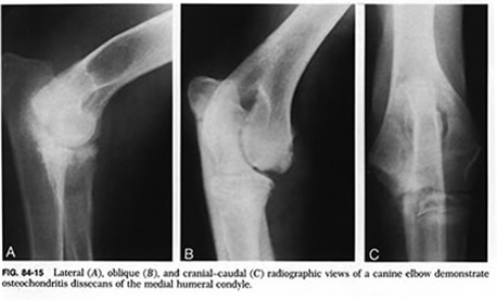 Health – Labrador Breed Council