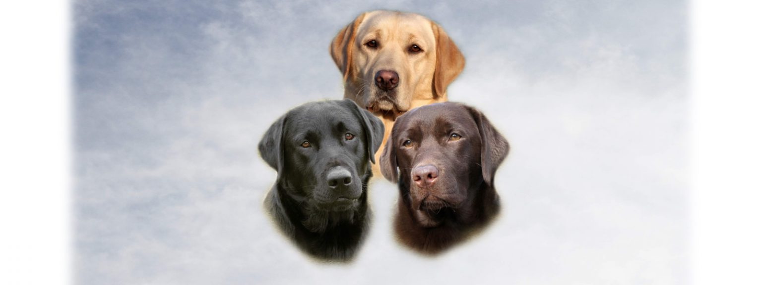 Labrador Breed Council – Representing all UK Labrador Breed Clubs